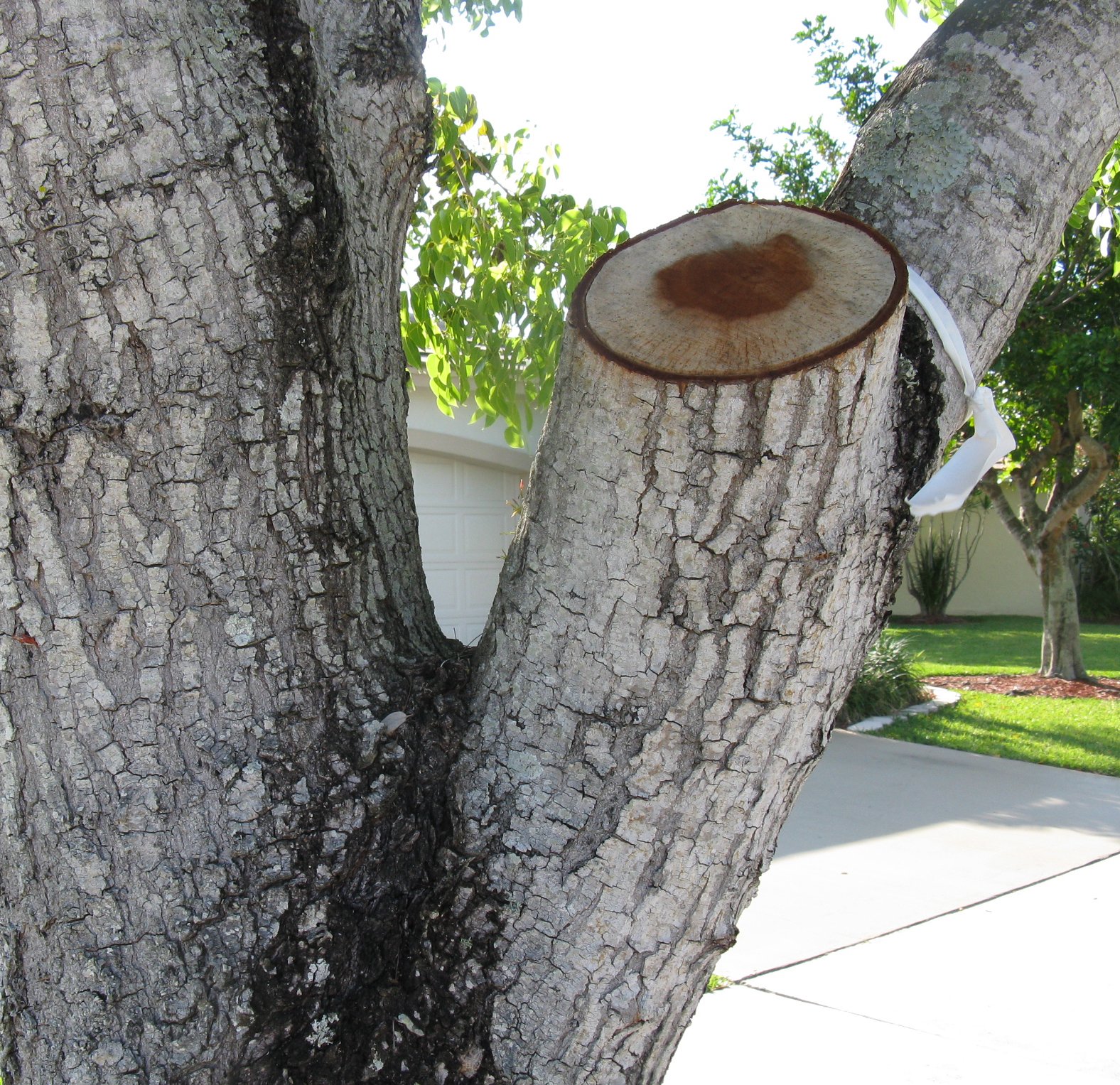 Ed Gilman Pruning Research Update: Reduction Pruning to Prevent Storm ...