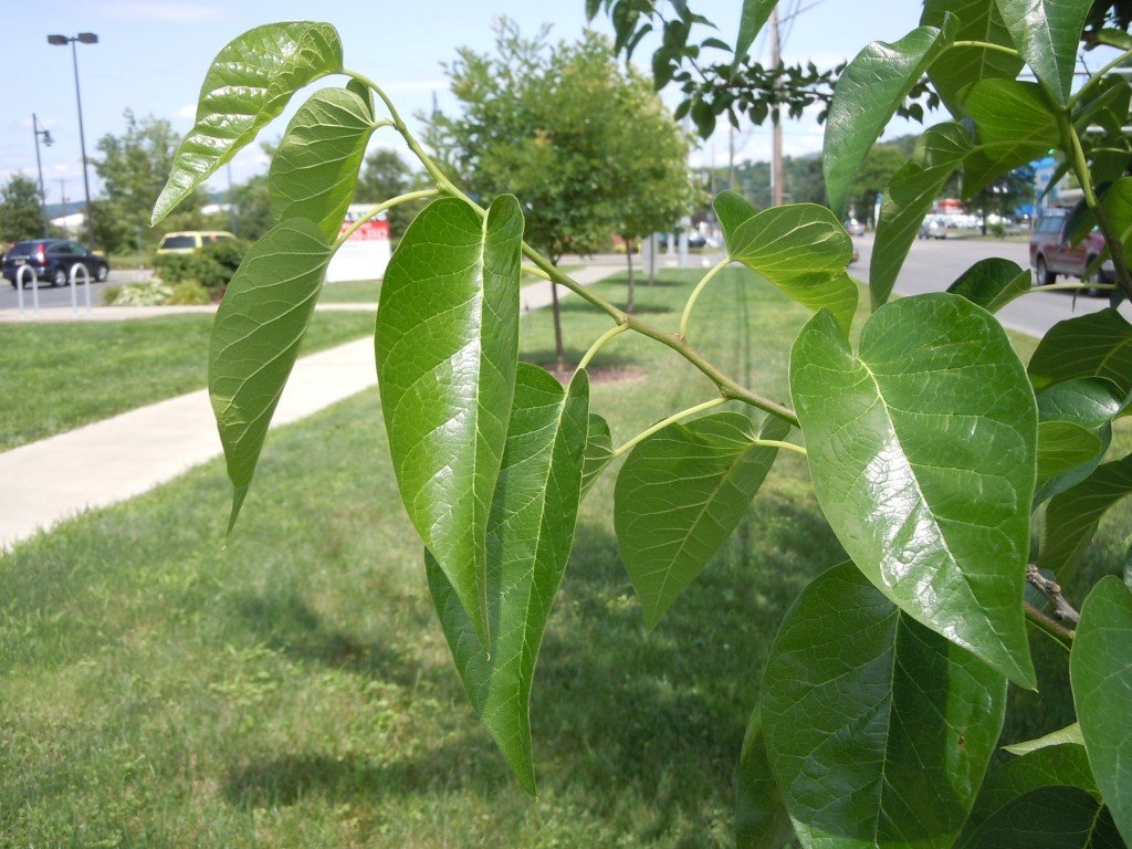 Underutilized Trees for Urban Use: Maclura ‘White Shield’ – New York ...