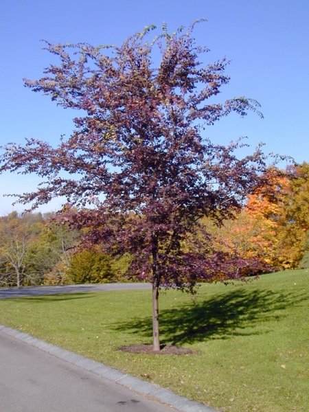 Ithaca’s Urban Forest Master Plan: A Template for Other Munis – New ...