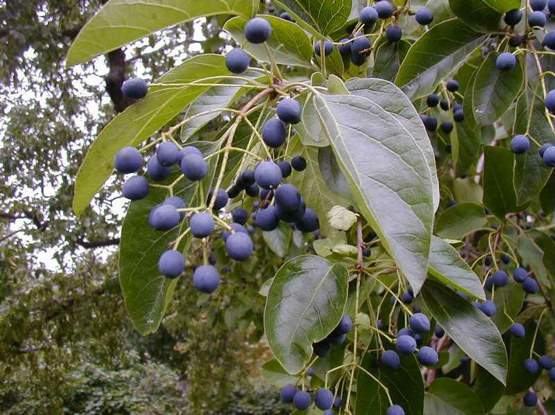 Underutilized Trees for Urban Use: Chinese Fringe Tree – New York State ...