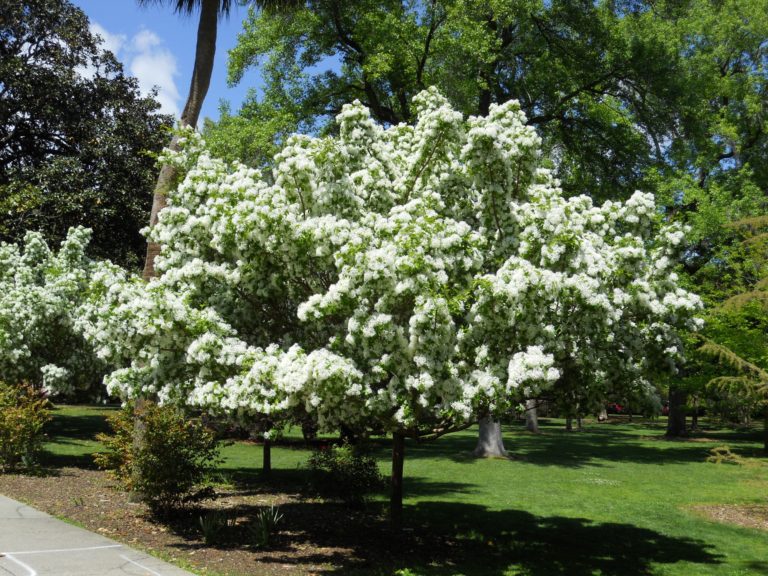 Underutilized Trees for Urban Use: Chinese Fringe Tree – New York State ...