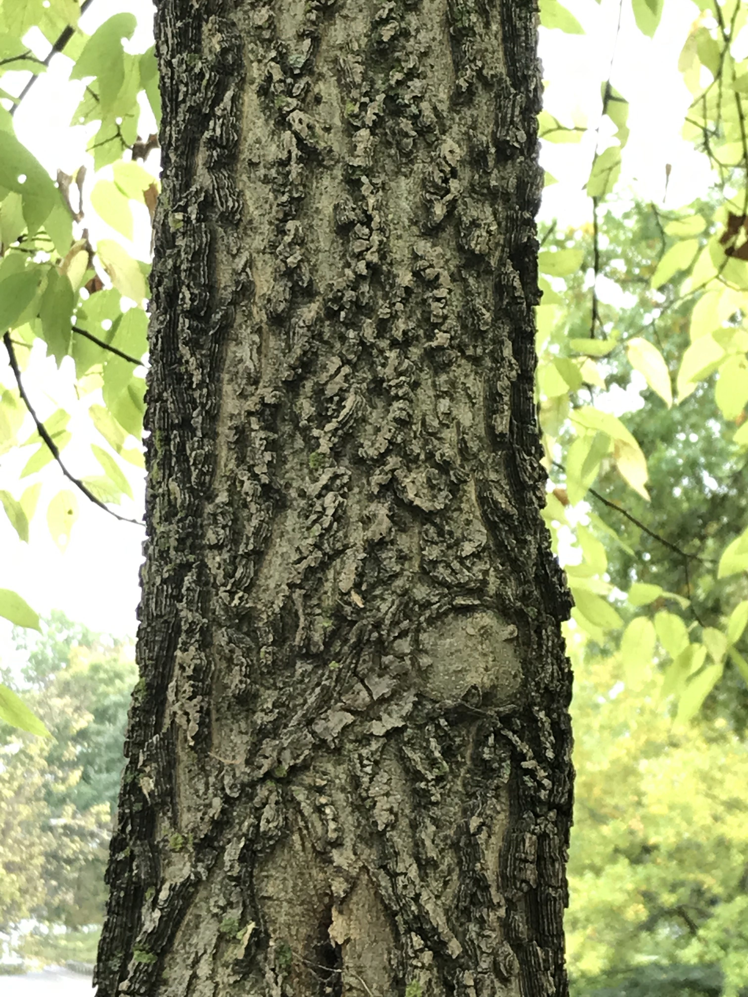 SMA Announces Hackberry as 2020 Urban Tree of the Year – New York State ...