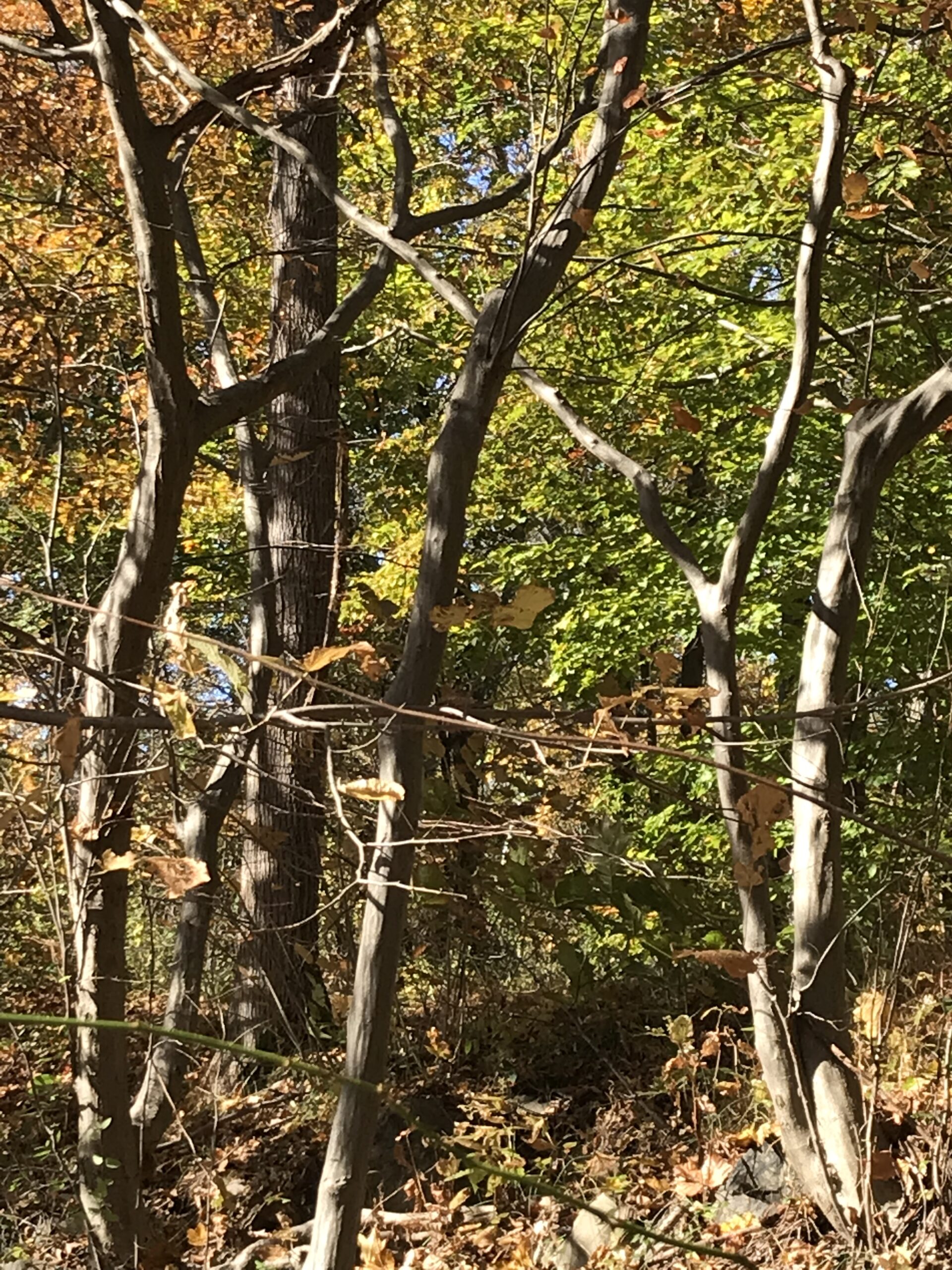 NYSDEC Announces New Community Forest Conservation Grant Program – New ...