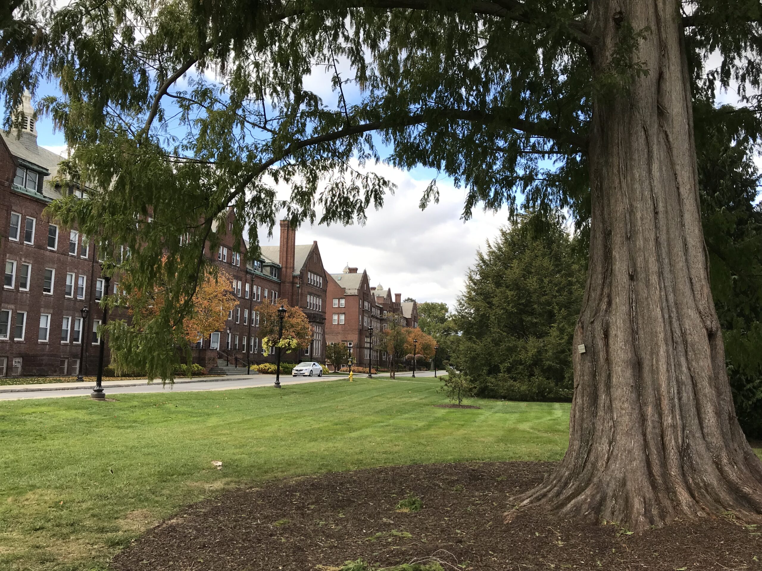 Tree Inventory – New York State Urban Forestry Council