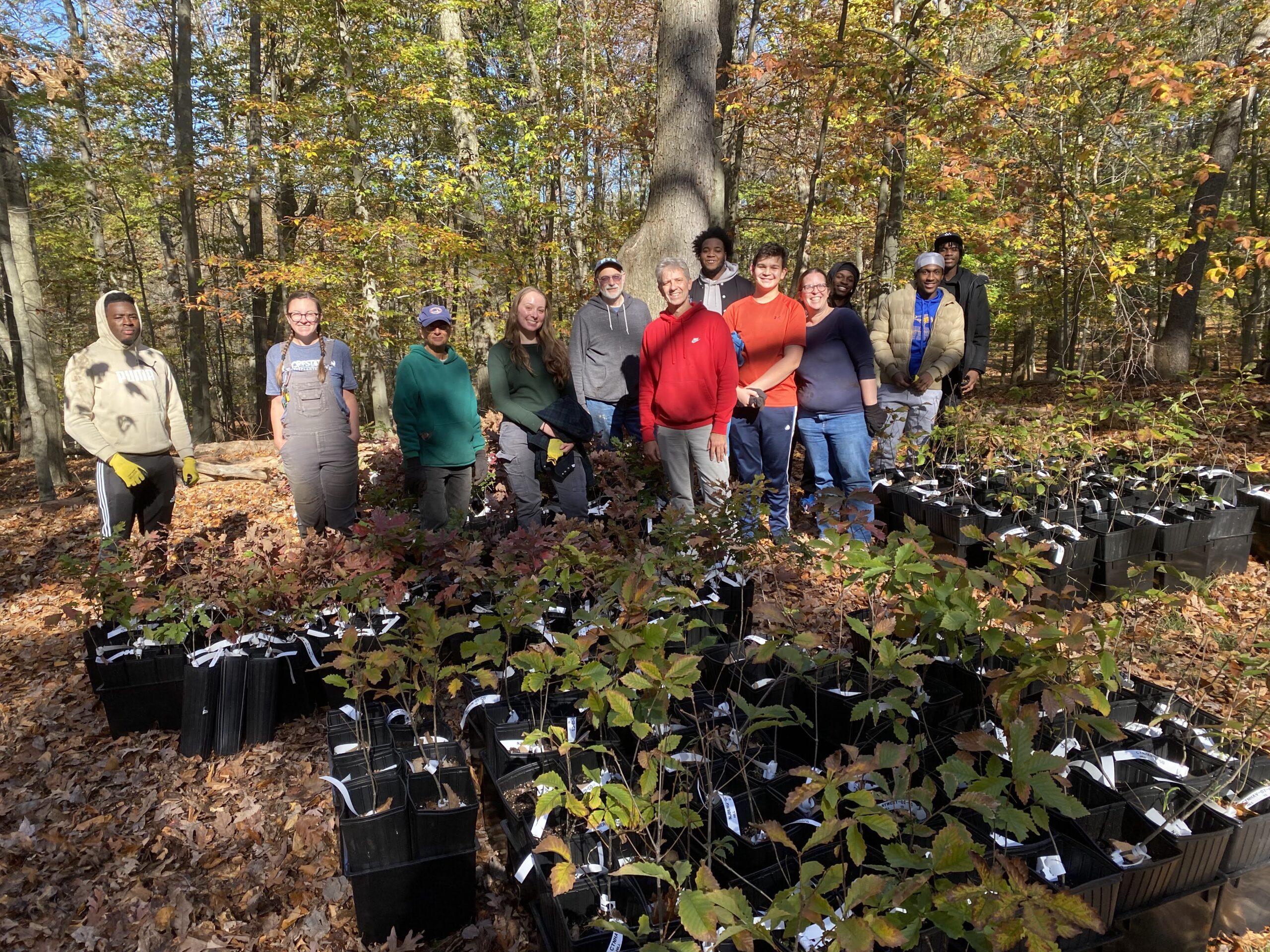 Oak Regeneration Project in Hillside Woods – New York State Urban ...