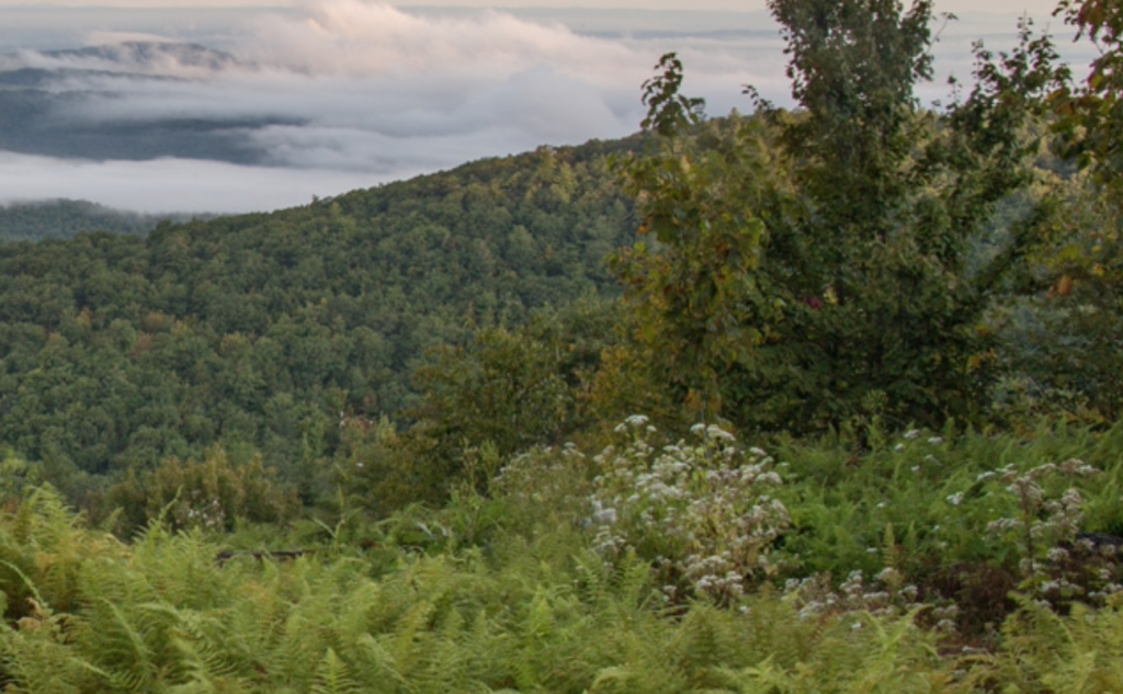$1.35 Million Available to Protect New York Forests – New York State ...