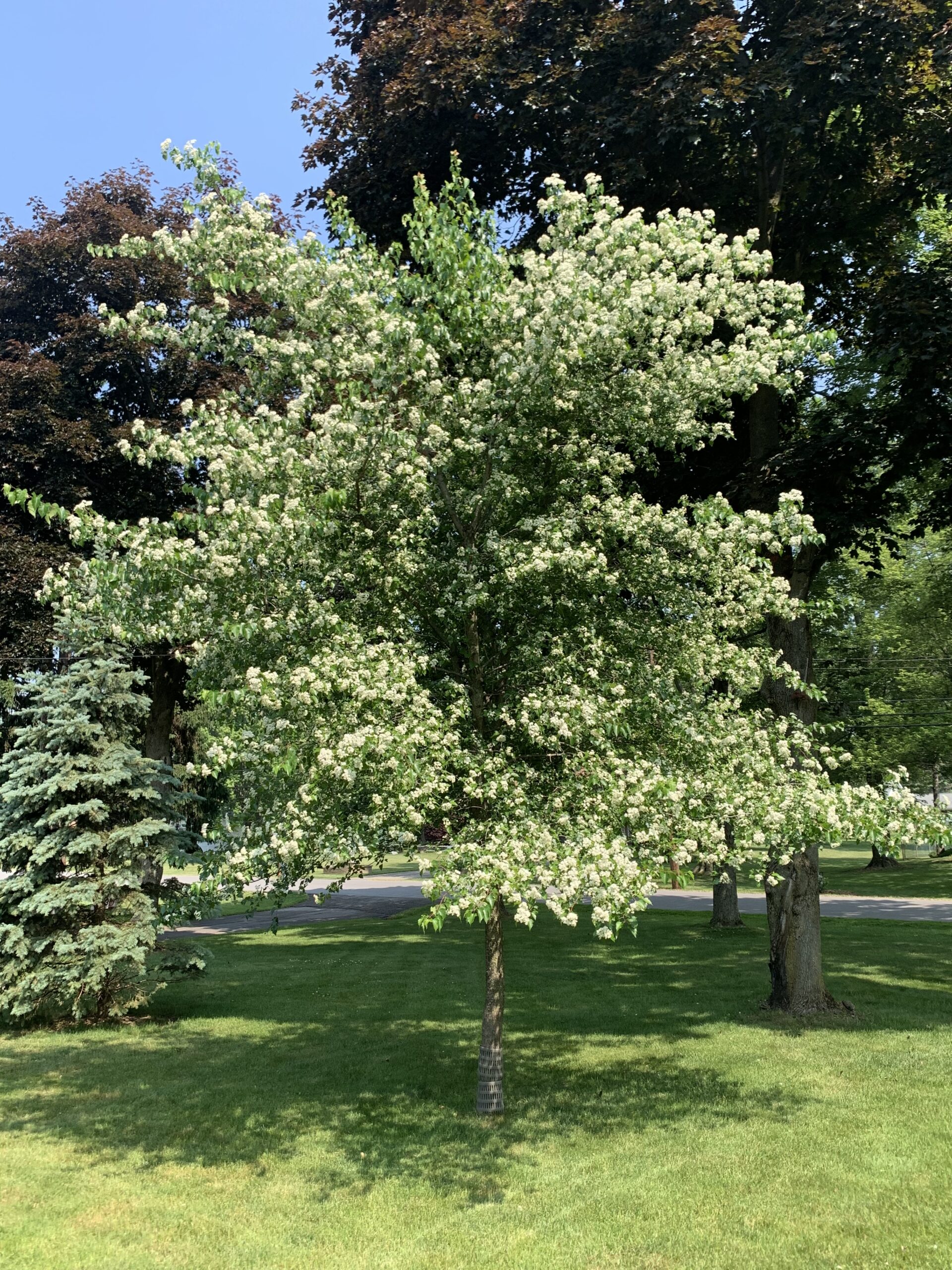 Trees, Please! – New York State Urban Forestry Council