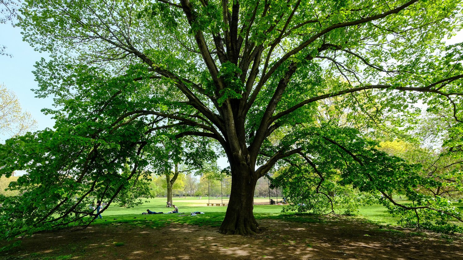 Take a Bough…The Great Trees of NYC Have Been Announced – New York ...