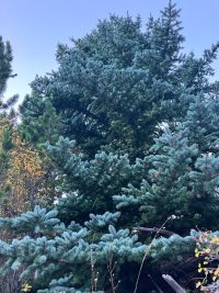 Where Science Meets Soul: Professional Arboriculture and the Art of ...