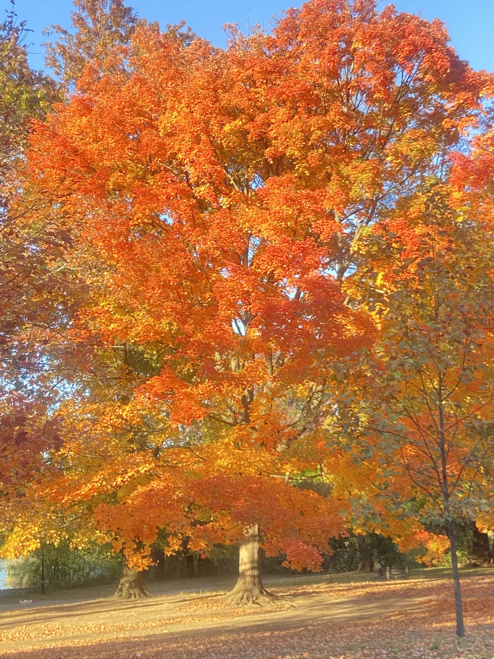 Trees, Please! – New York State Urban Forestry Council