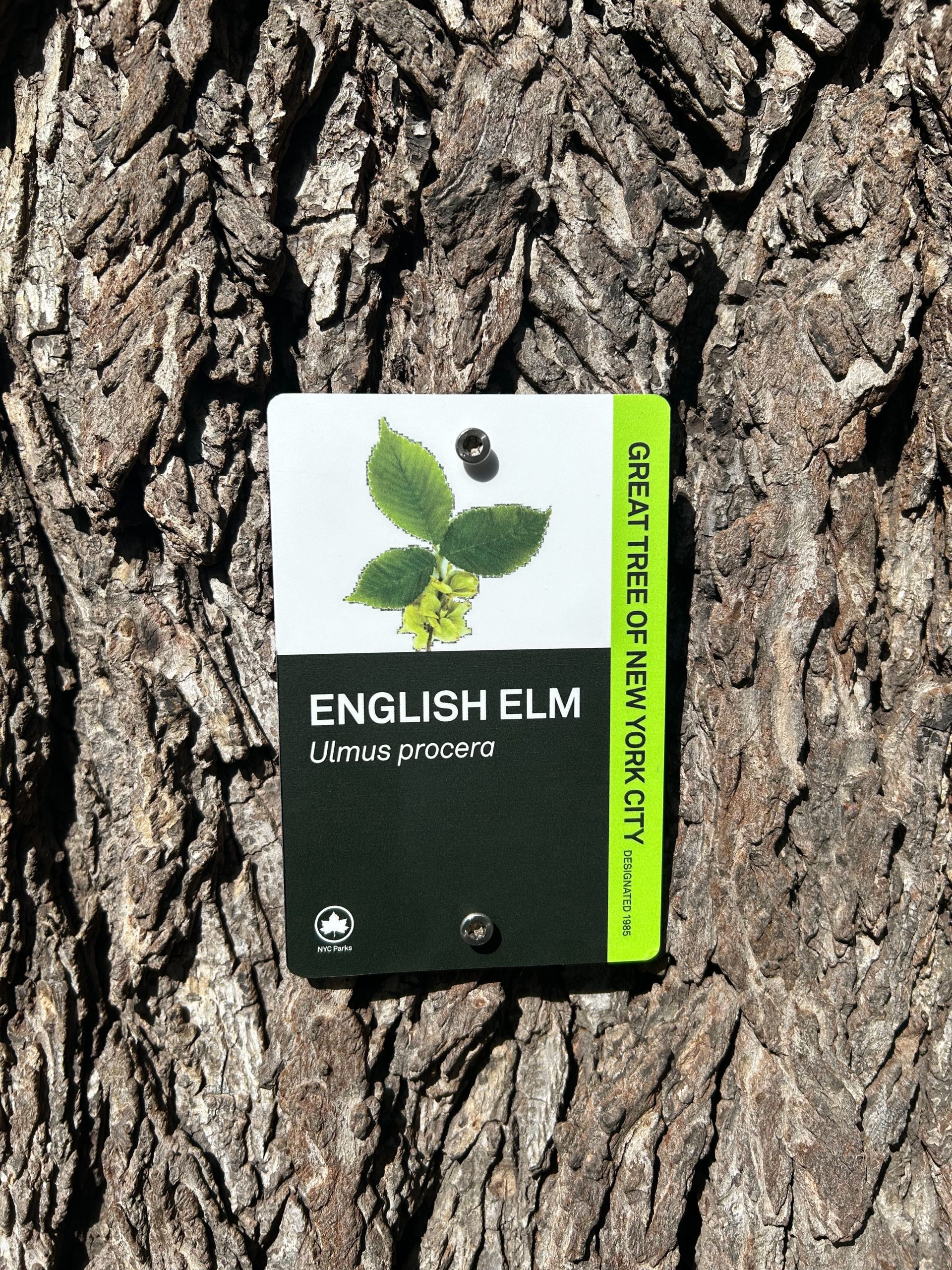 Finally, the English Elm In Washington Square Park Has Signage! – New ...