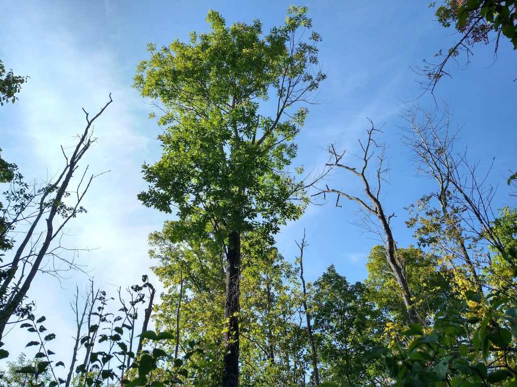 Help MaMA Save Ash Trees – New York State Urban Forestry Council